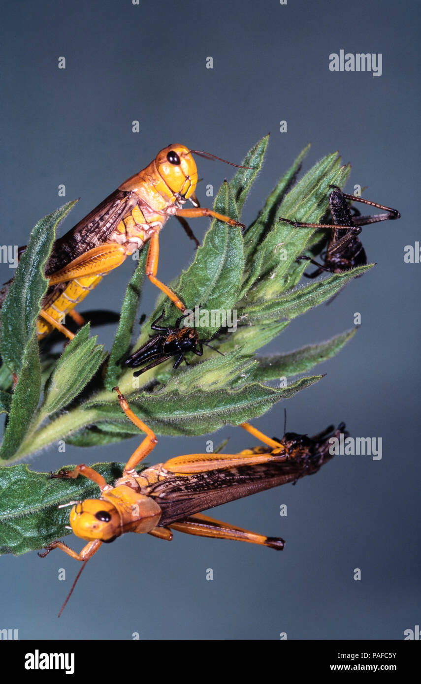 Locust Swarms High Resolution Stock Photography and Images - Alamy