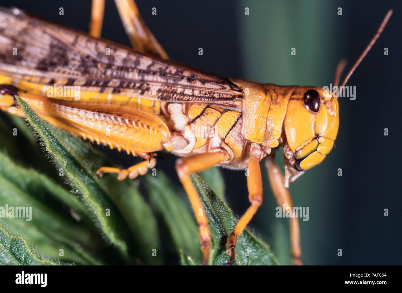 Locust Swarms High Resolution Stock Photography and Images - Alamy