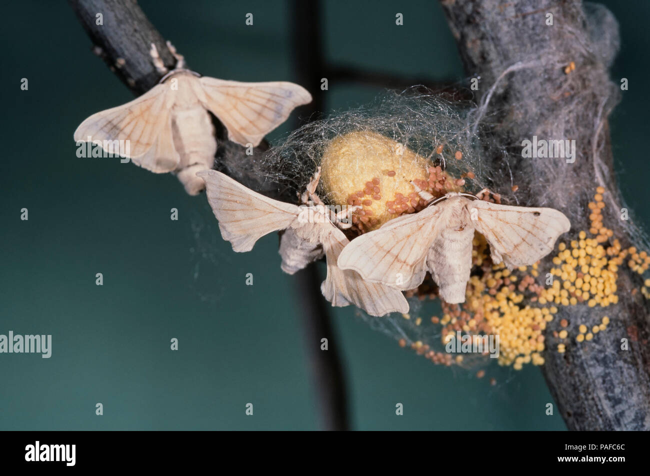 Pupae Bombyx Mori High Resolution Stock Photography and Images - Alamy