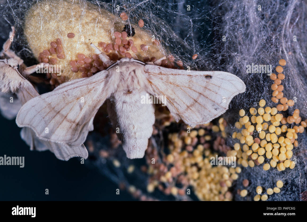Silkworm Moth Bombyx Mori Stock Photos & Silkworm Moth Bombyx Mori ...