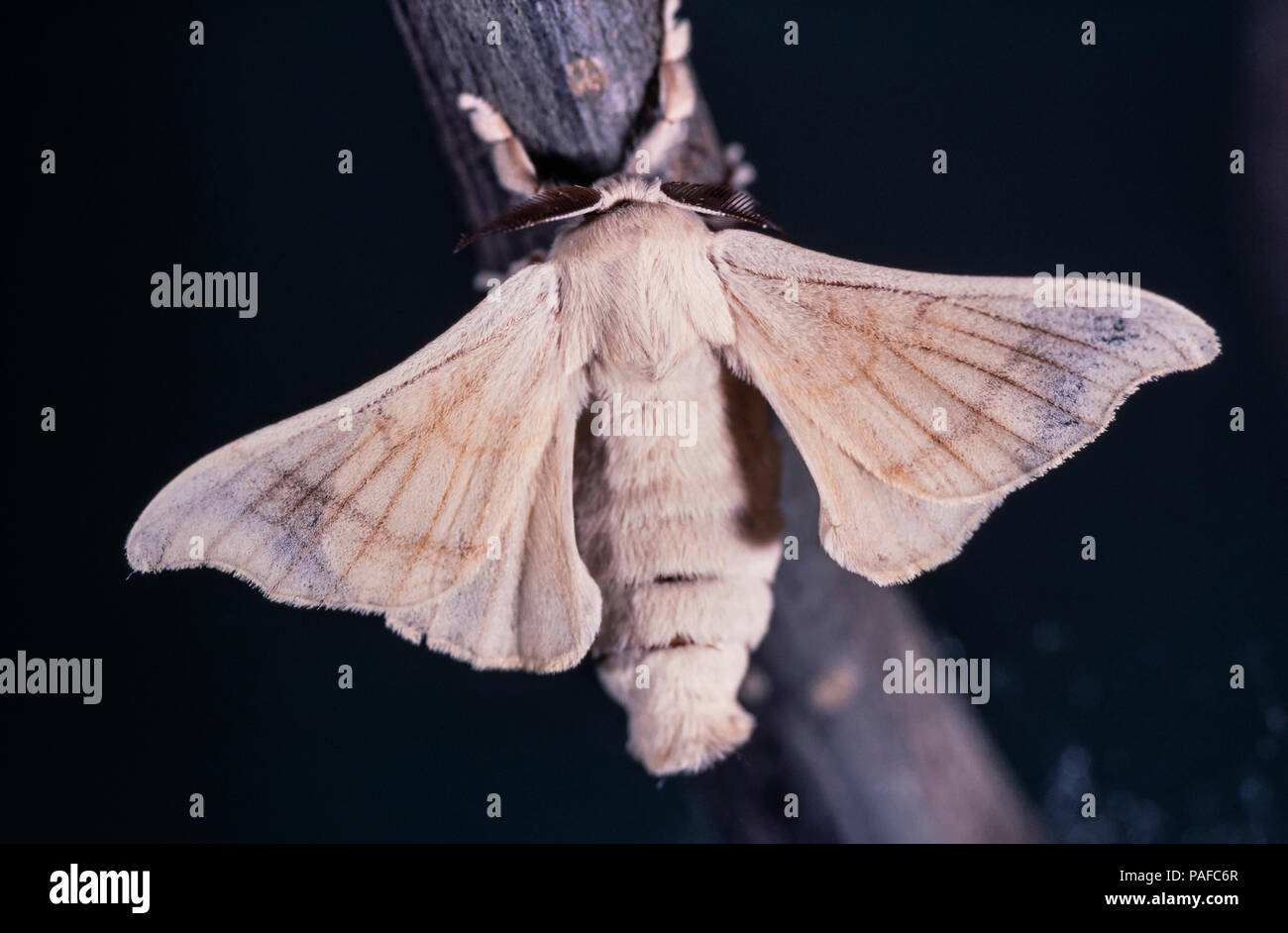 White Moths Mating High Resolution Stock Photography and Images - Alamy