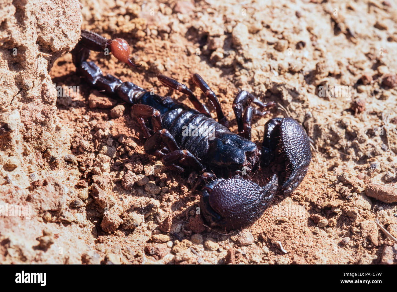 Giant Indian Black Scorpion Heterometrus High Resolution Stock ...
