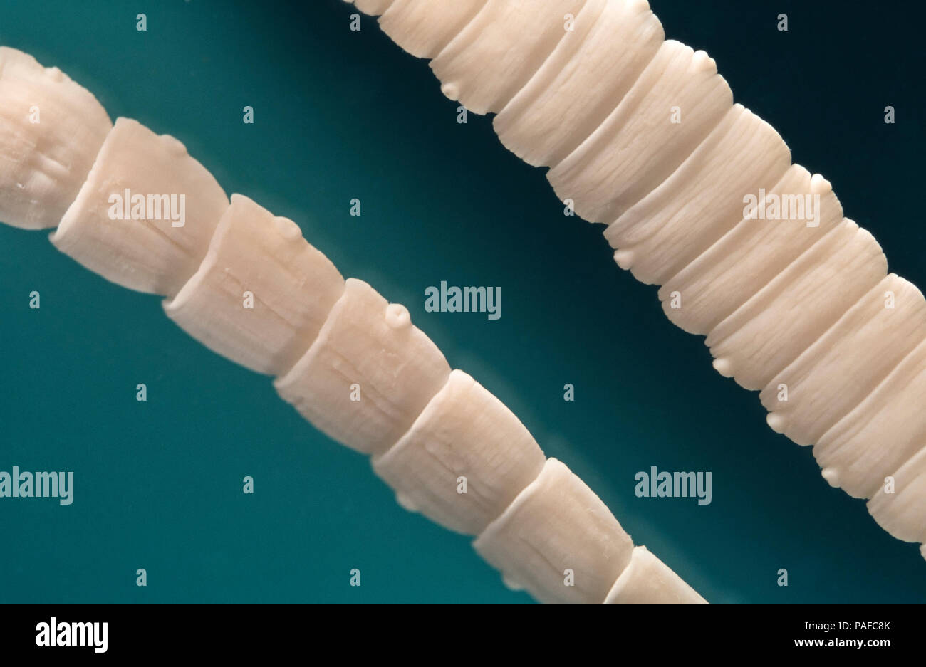 A Parasitic Tapeworm High Resolution Stock Photography and Images - Alamy