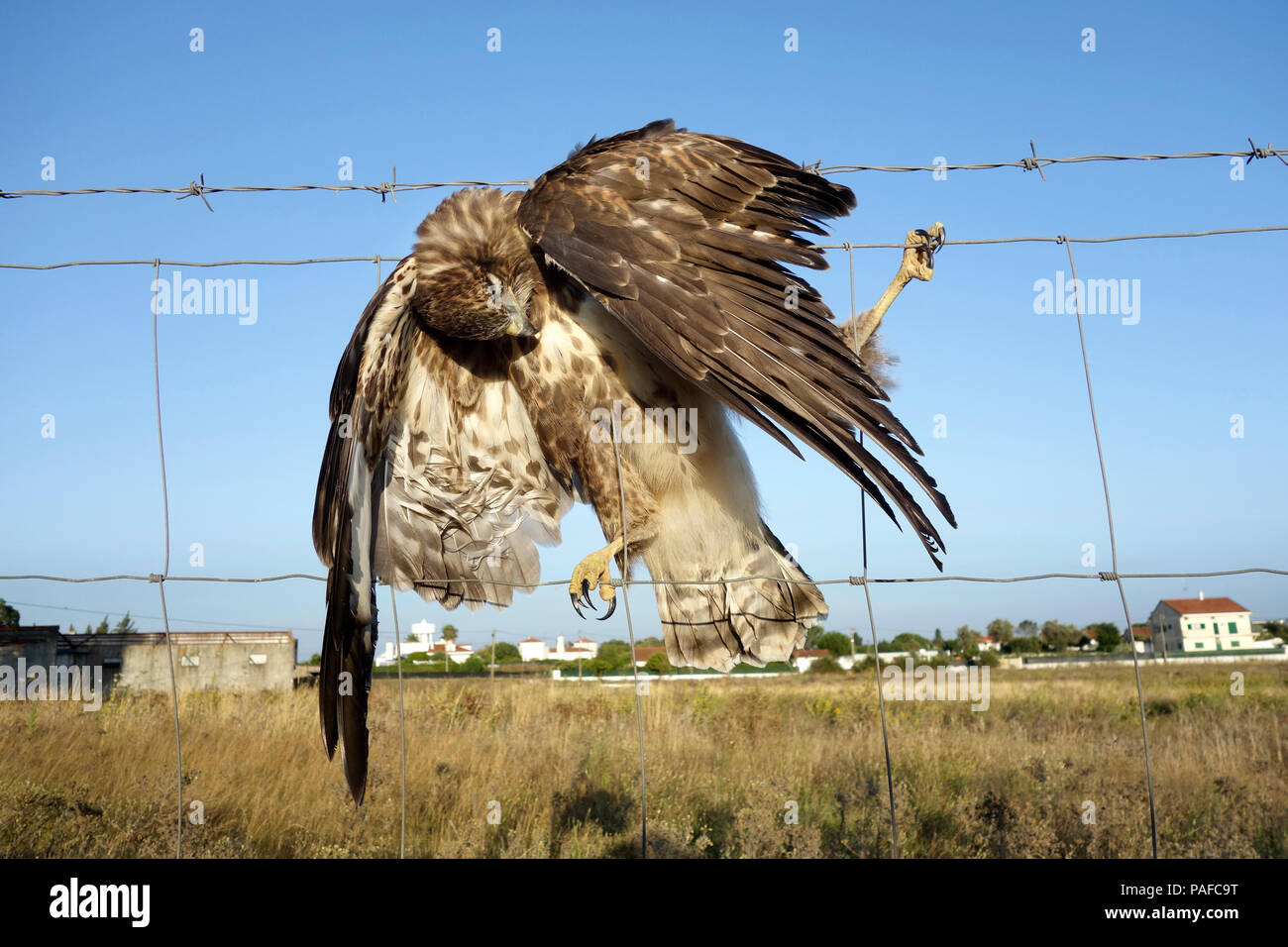 Birds Caught In Nets High Resolution Stock Photography and Images - Alamy