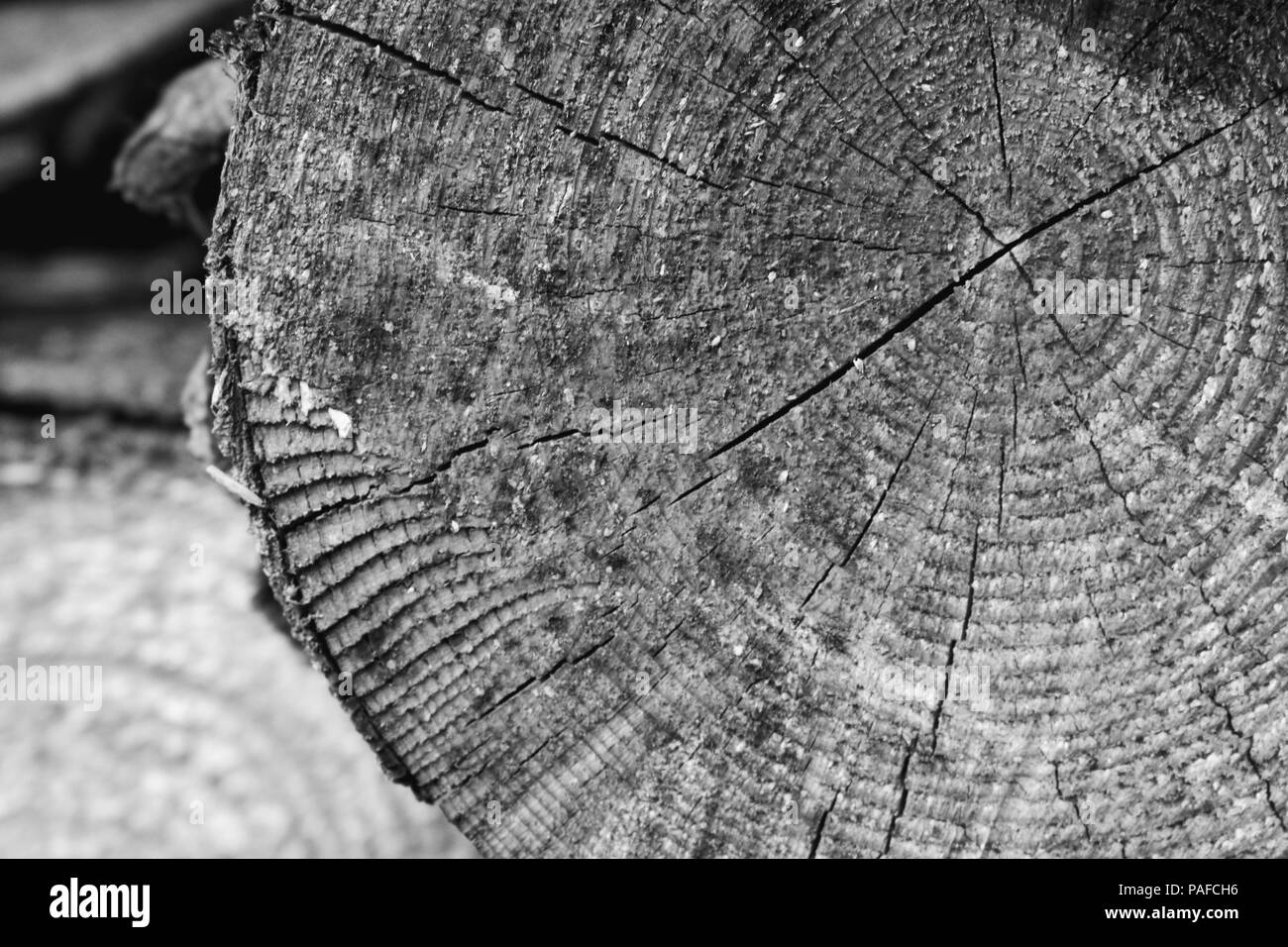 A wood log in a forest in black and white Stock Photo - Alamy