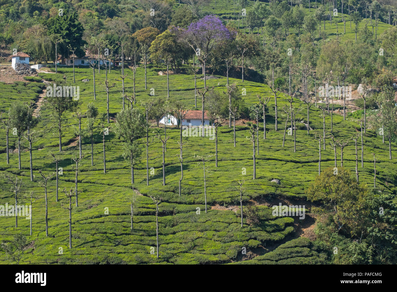 Silver Oak trees ( Grevillea robusta ) dominate the landscape in a tea ...