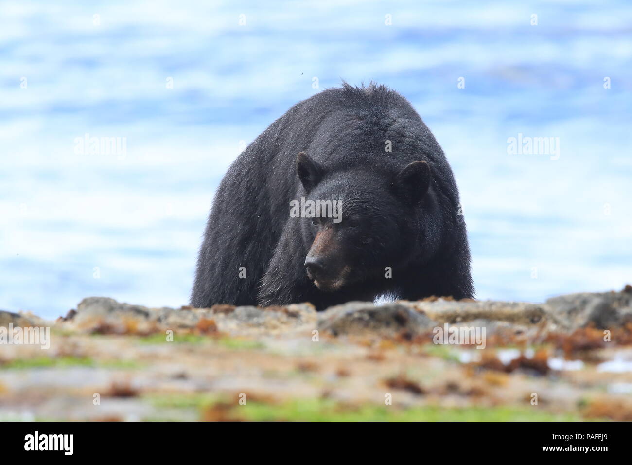 Black bear roaming low tide shores, looking for crabs. Vancouver Island ...