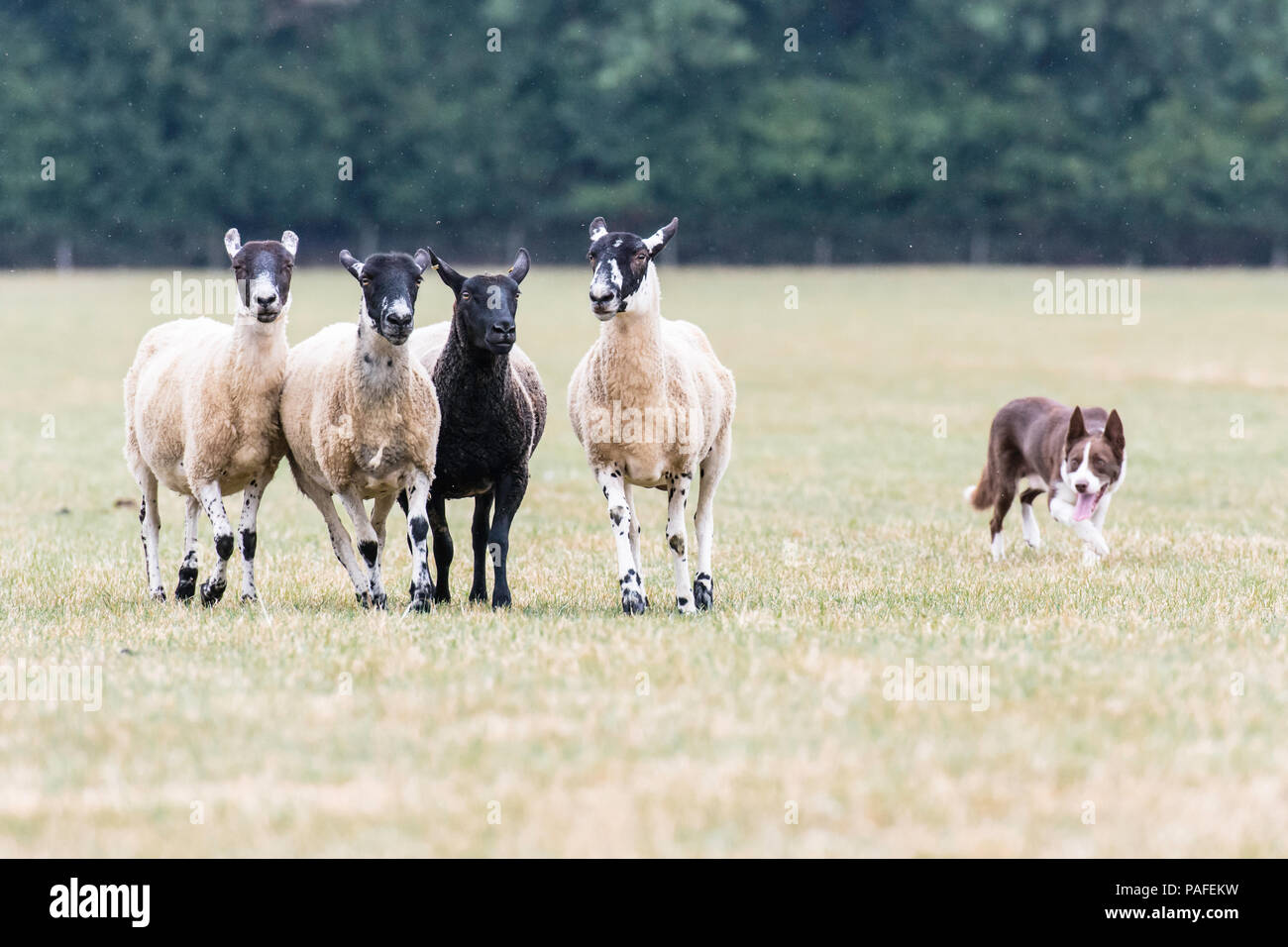 Sheep dog trials hi-res stock photography and images - Alamy