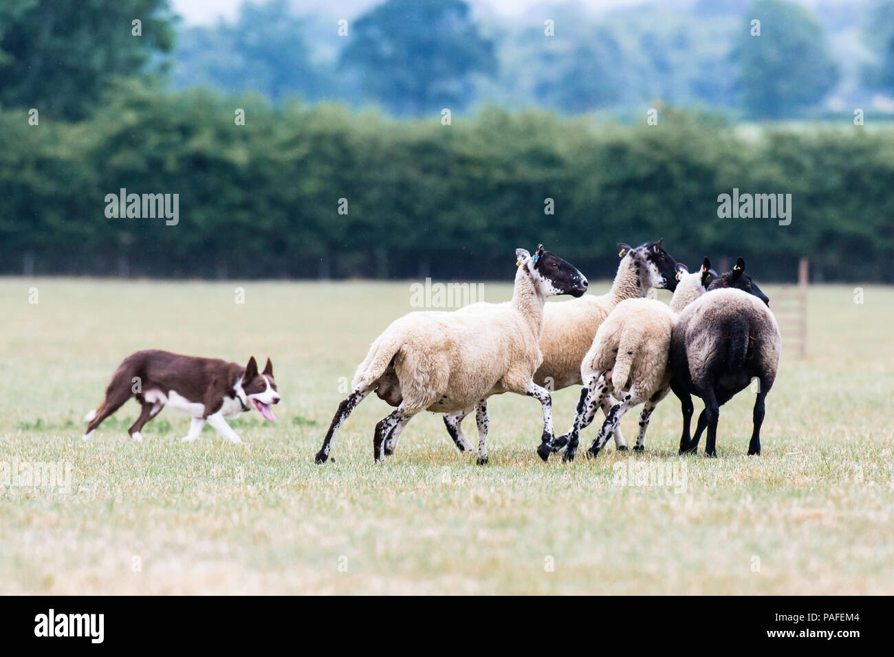 sheep dog trials Stock Photo - Alamy