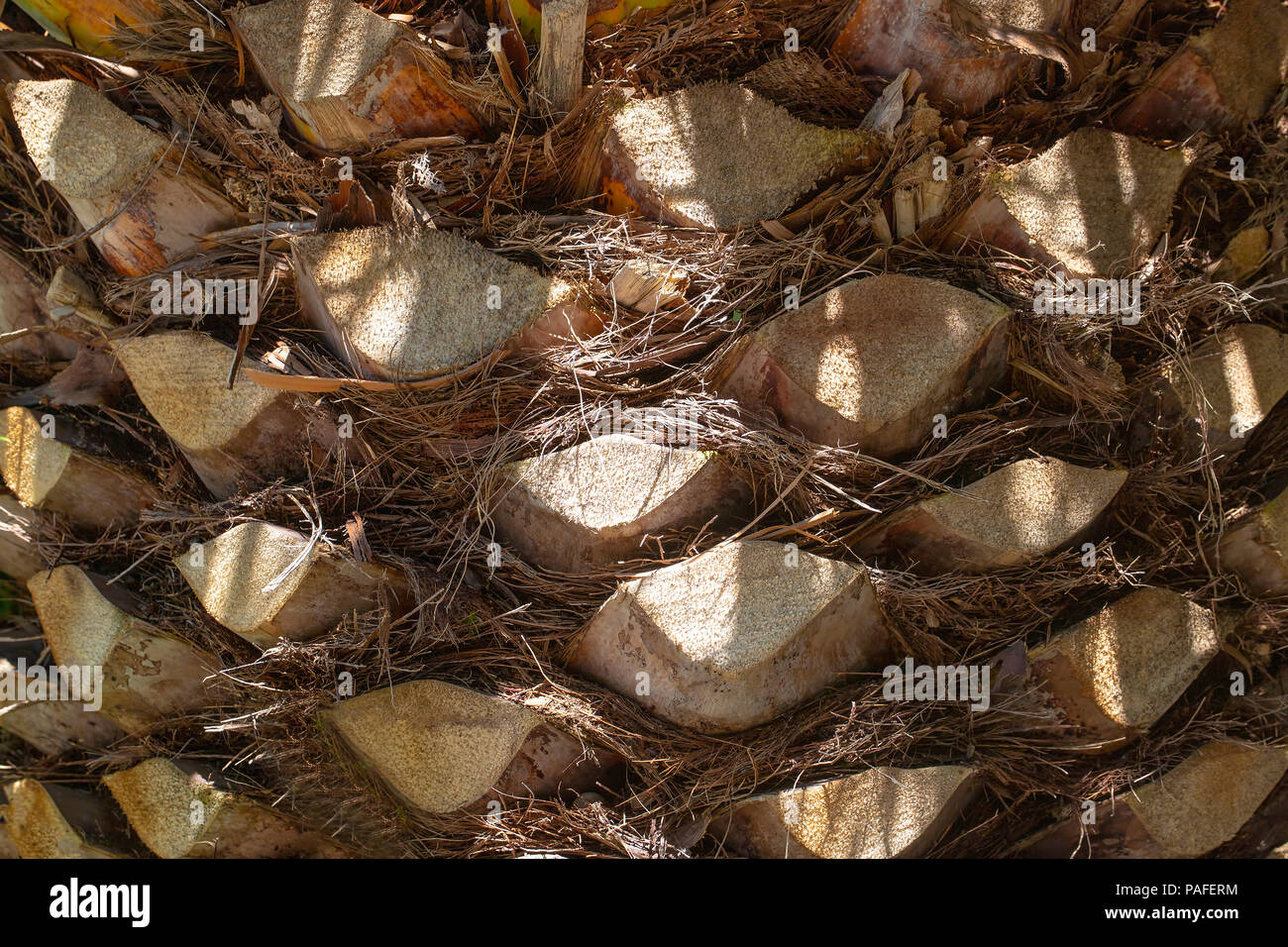 Upper trunk detail of palm tree background texture pattern Stock Photo ...