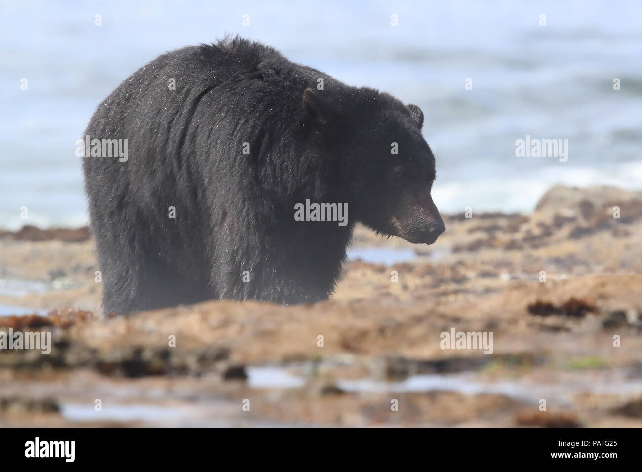 Black bear roaming low tide shores, looking for crabs. Vancouver Island ...