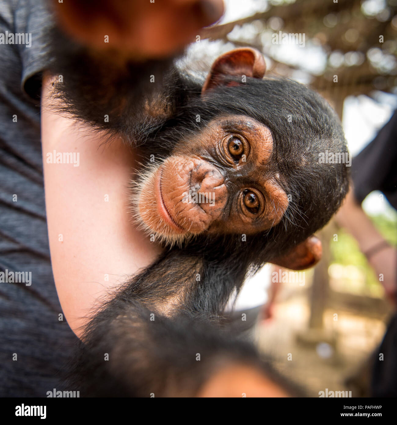 Female chimpanzee face hi-res stock photography and images - Alamy