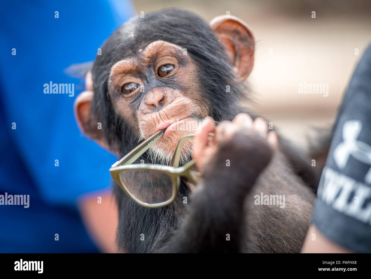 Chimpanzee with glasses hi-res stock photography and images - Alamy