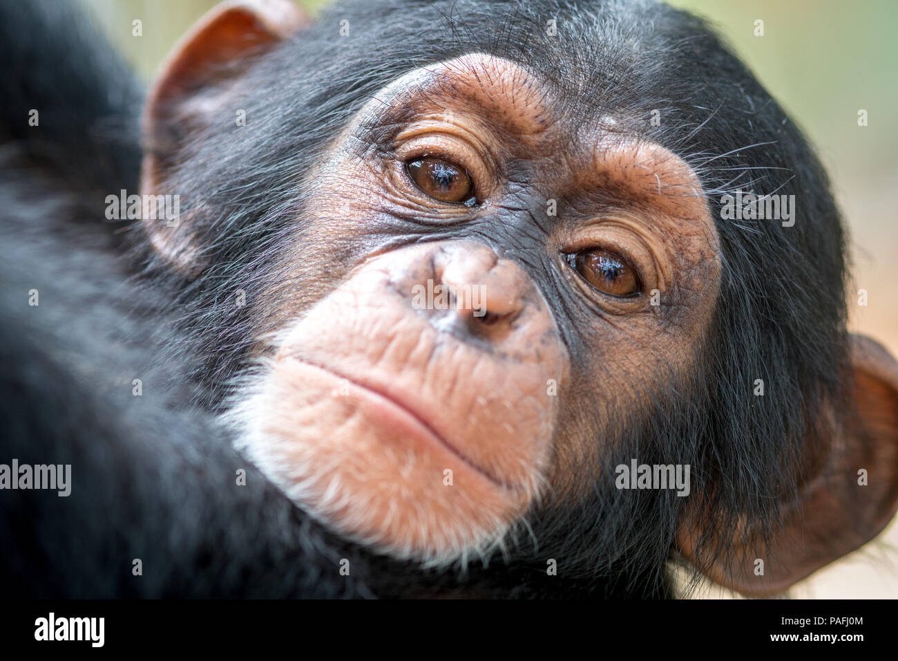 Human and chimp face to face hi-res stock photography and images - Alamy