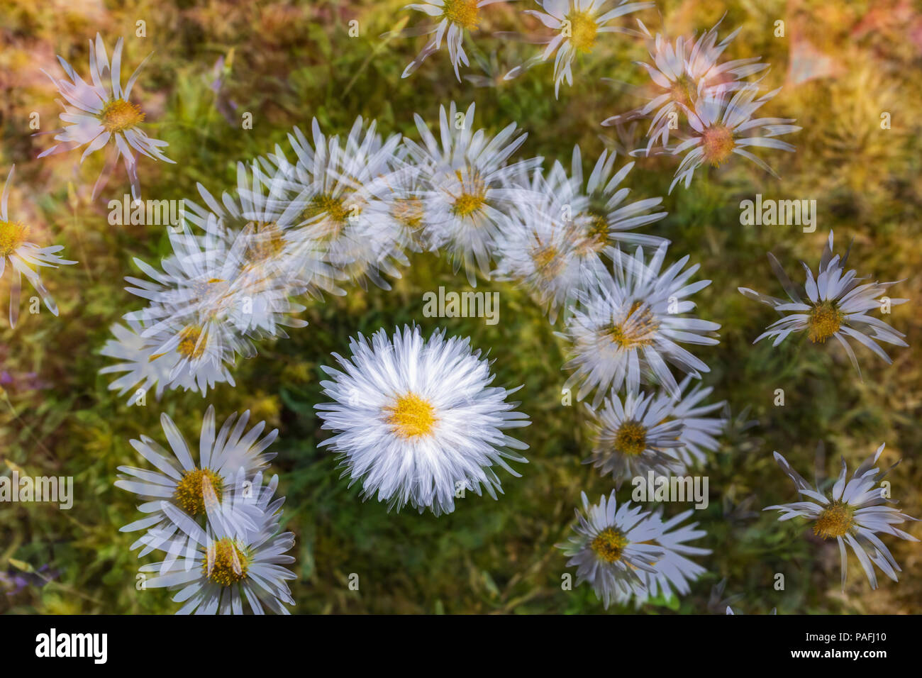 Multiple exposure image of daisy flowers Stock Photo - Alamy