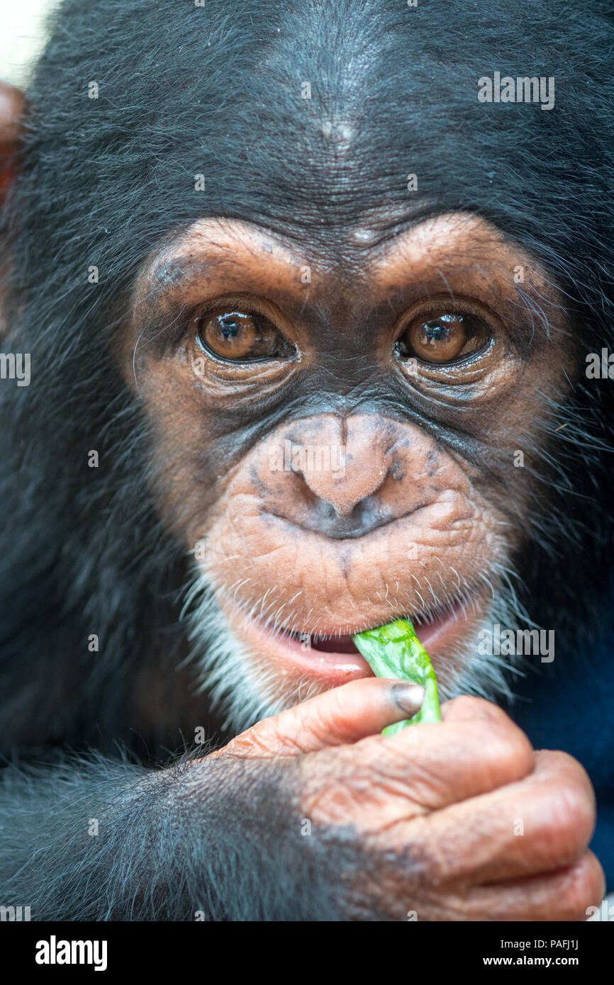 Human and chimp face to face hi-res stock photography and images - Alamy