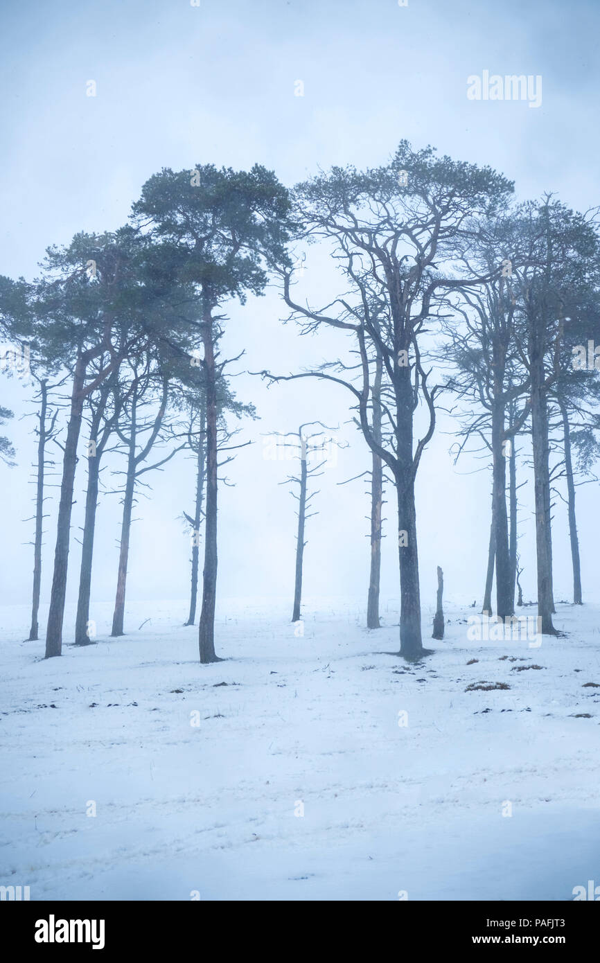 Sparse looking pine trees after a fall of snow Stock Photo - Alamy