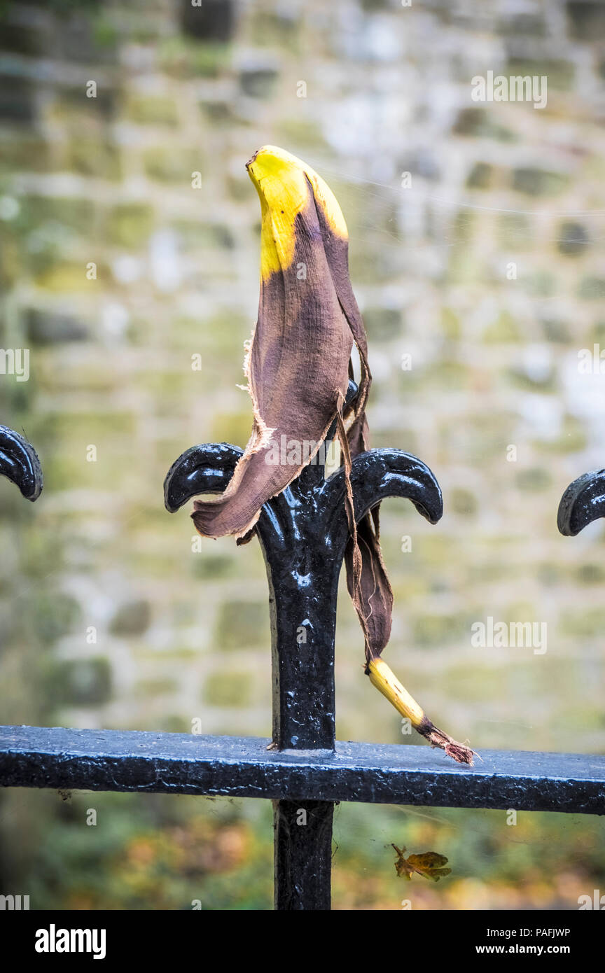 A banana skin on a spike railing Stock Photo - Alamy