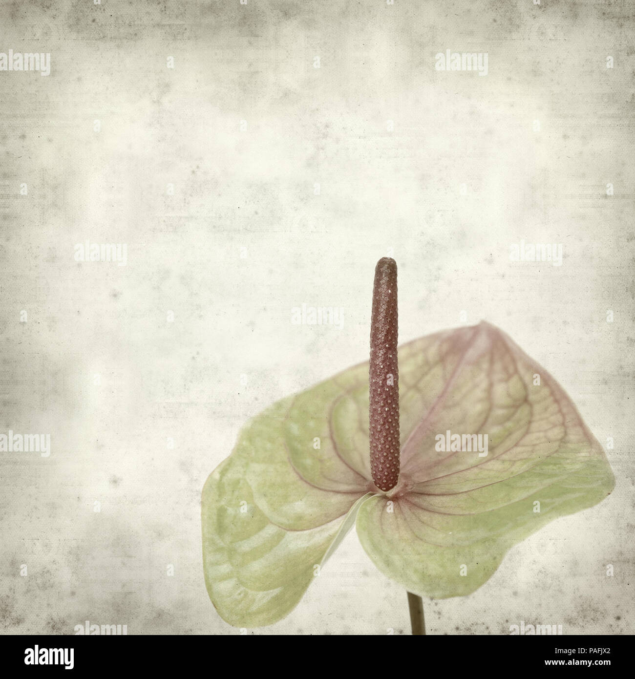 textured old paper background with green and pink exotic Anthurium ...