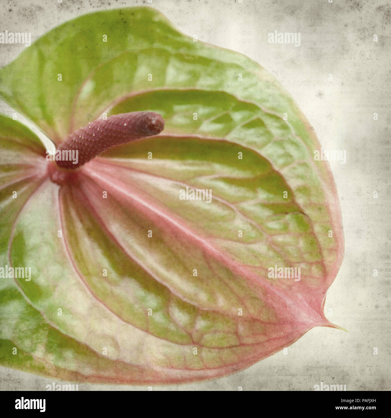 textured old paper background with green and pink exotic Anthurium ...