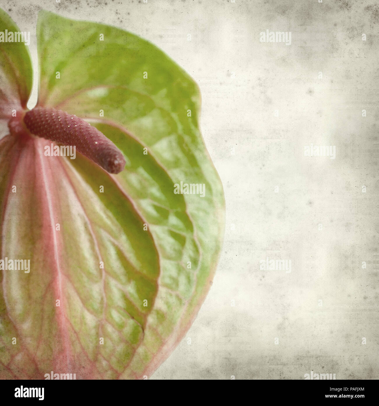 textured old paper background with green and pink exotic Anthurium ...