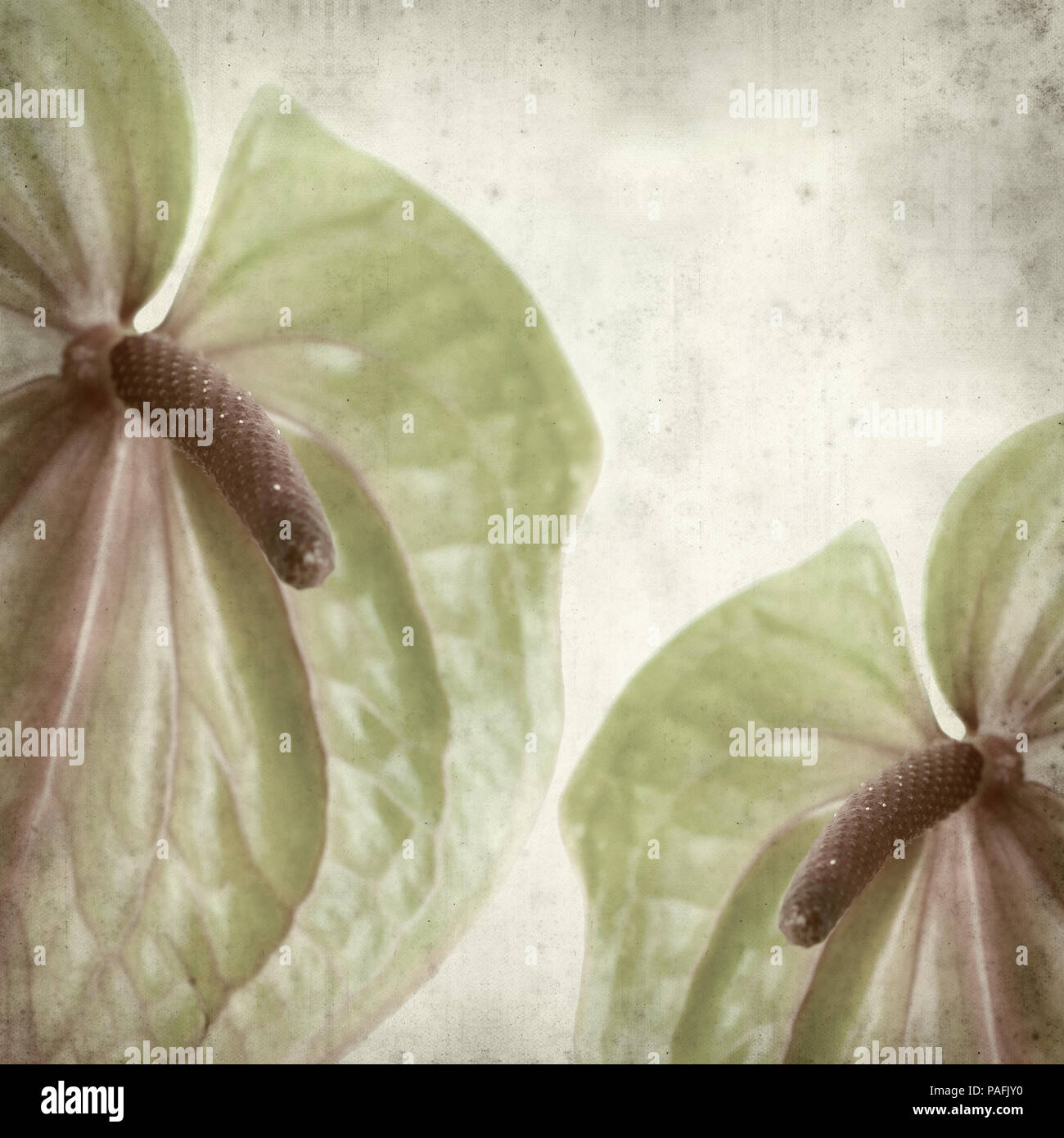 textured old paper background with green and pink exotic Anthurium ...