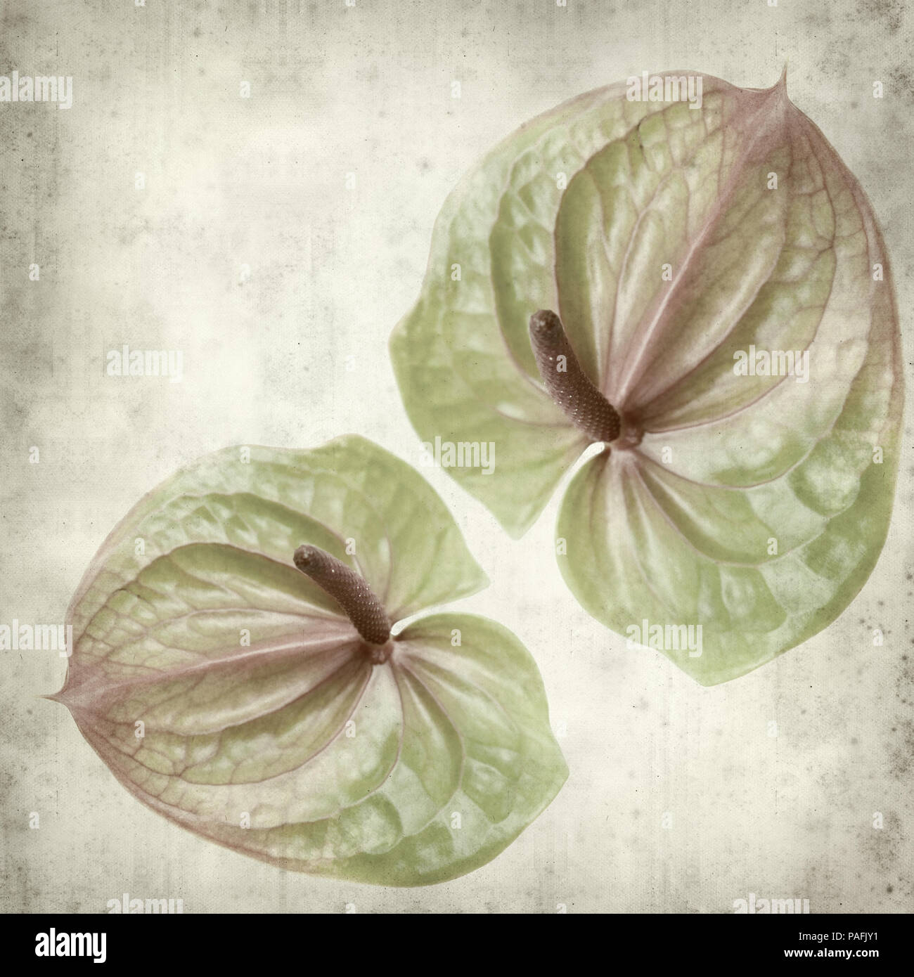 textured old paper background with green and pink exotic Anthurium ...