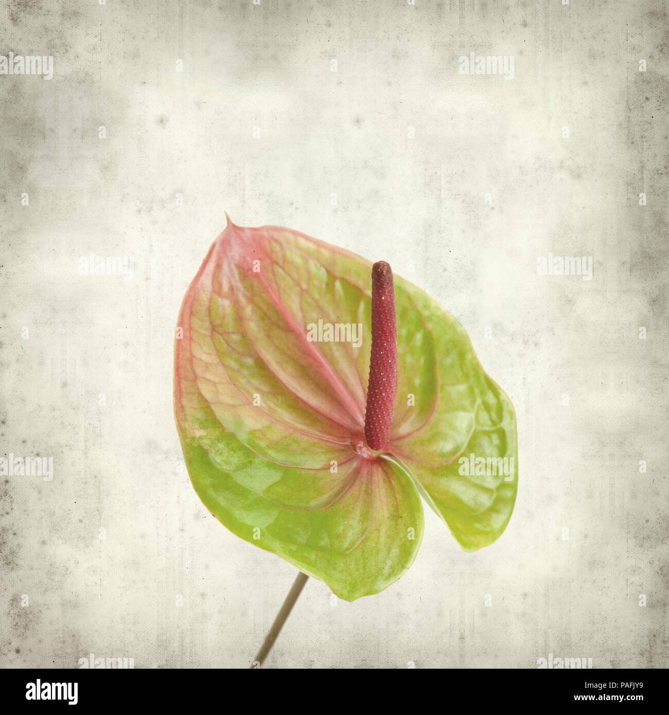 textured old paper background with green and pink exotic Anthurium ...