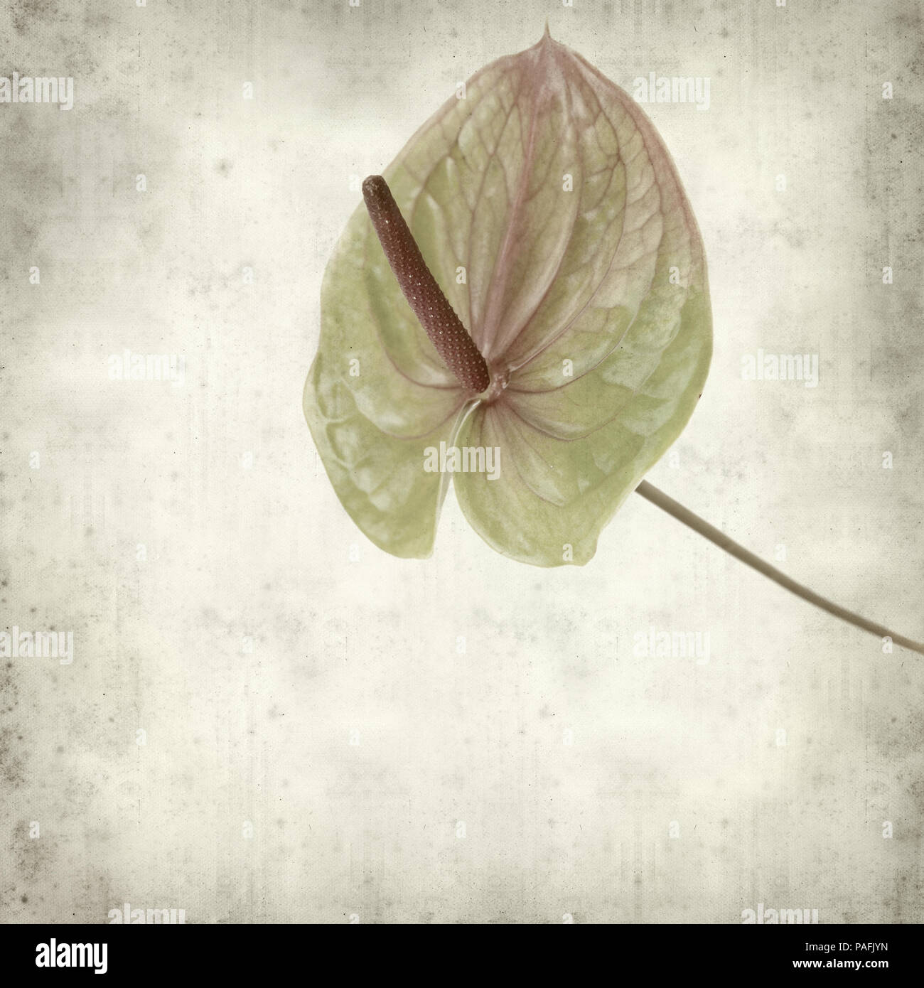 textured old paper background with green and pink exotic Anthurium ...