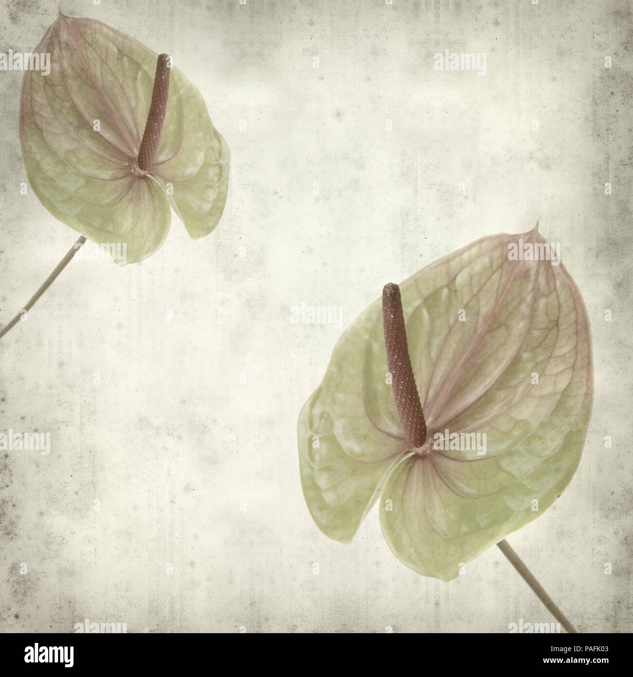 textured old paper background with green and pink exotic Anthurium ...