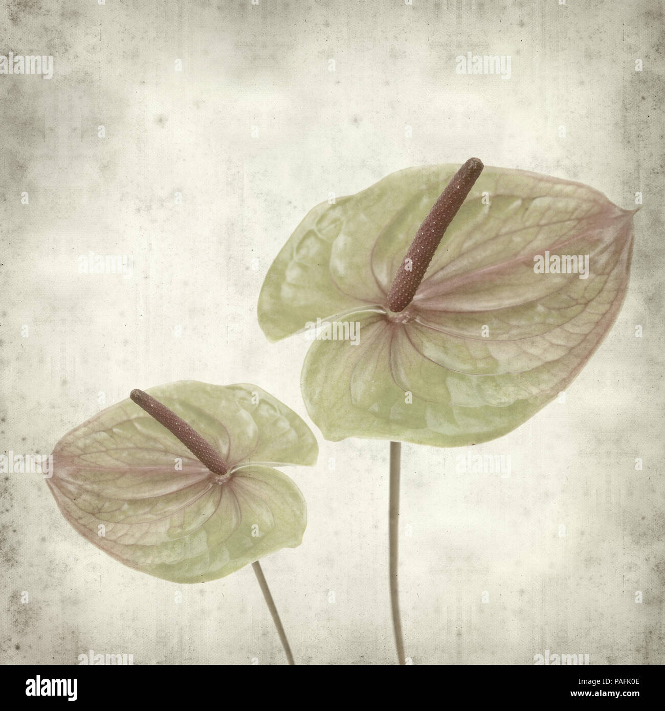 textured old paper background with green and pink exotic Anthurium ...