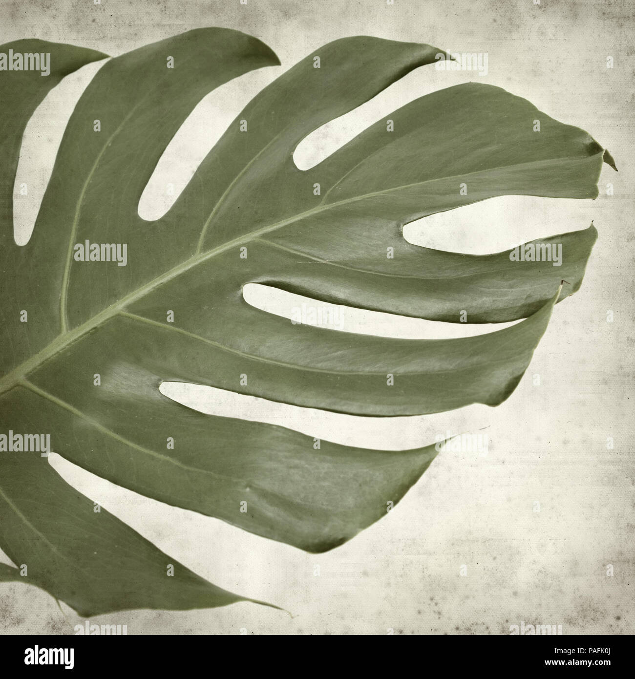 textured old paper background with large shiny monstera leaf Stock ...