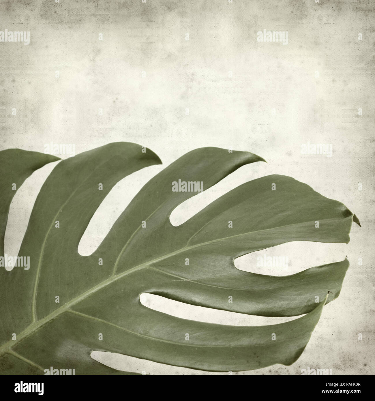 textured old paper background with large shiny monstera leaf Stock ...