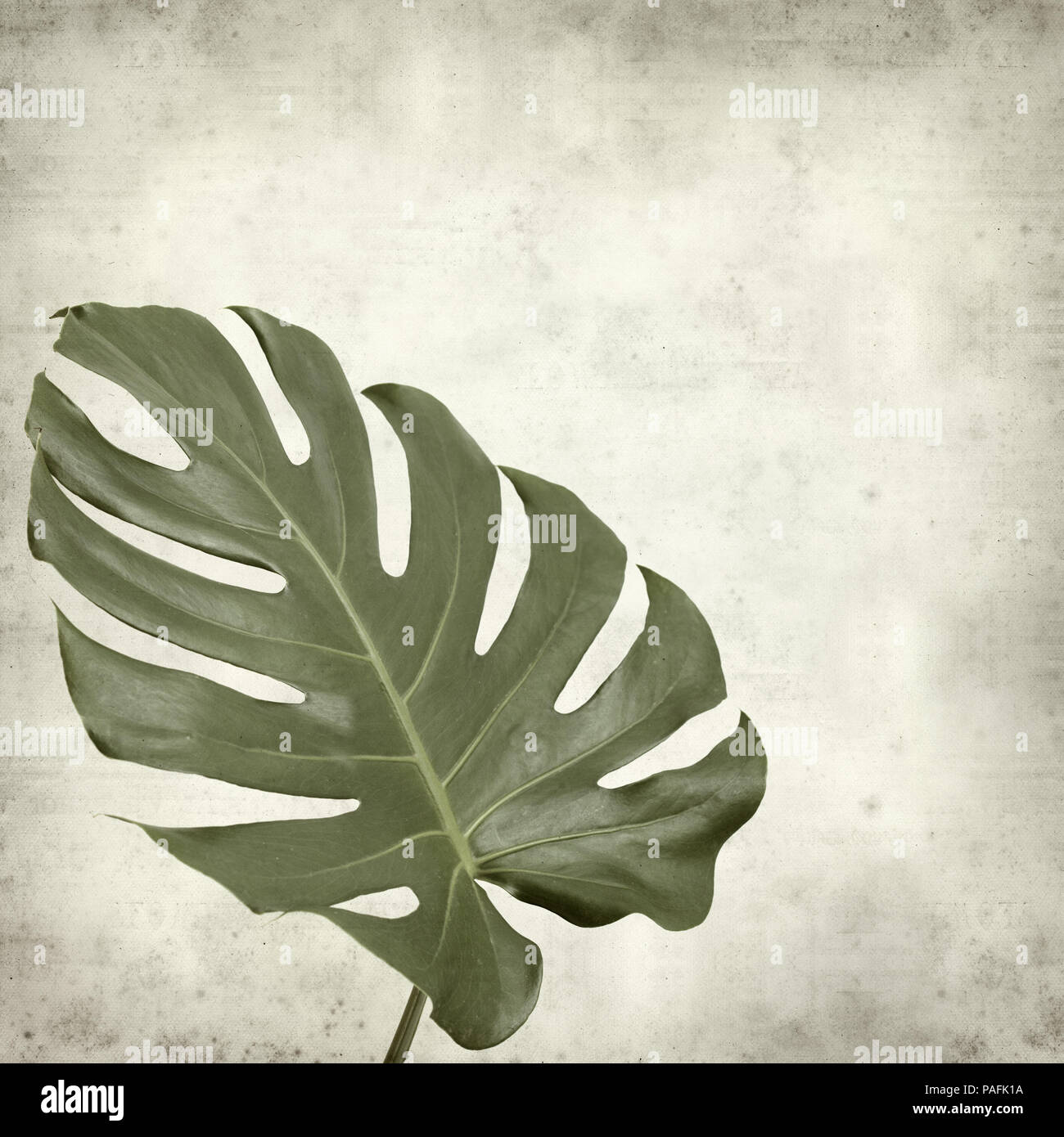 textured old paper background with large shiny monstera leaf Stock ...
