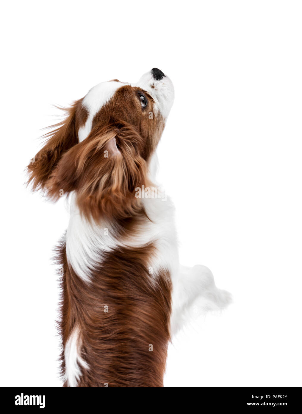 performing pure-bred dog, puppy Cavalier King Charles Spaniel, stand up ...