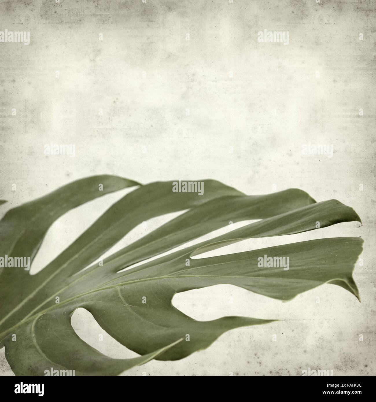 textured old paper background with large shiny monstera leaf Stock ...