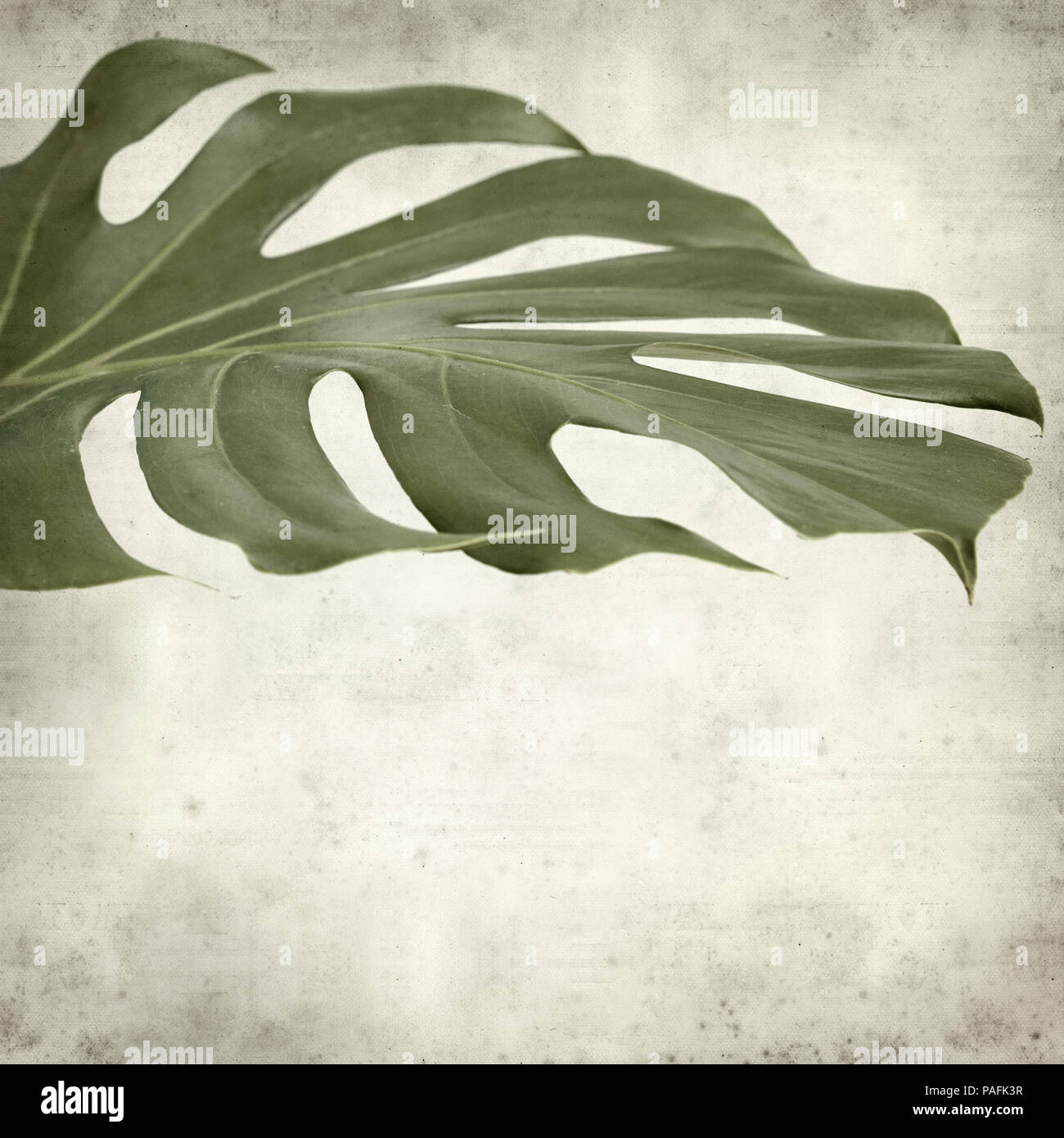 textured old paper background with large shiny monstera leaf Stock ...