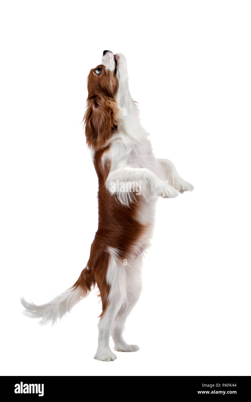 Charles hind Cut Out Stock Images & Pictures - Alamy