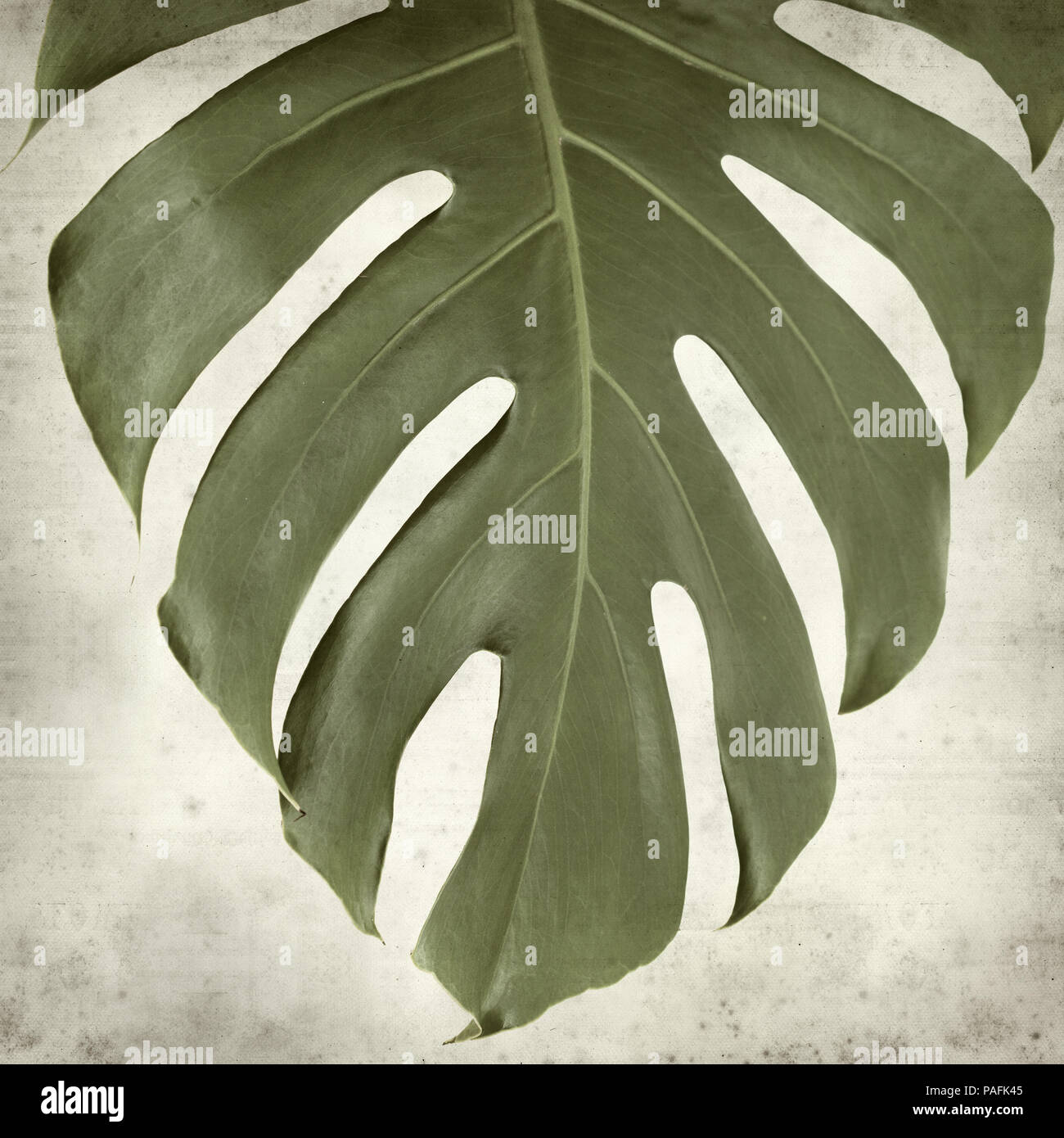 textured old paper background with large shiny monstera leaf Stock ...
