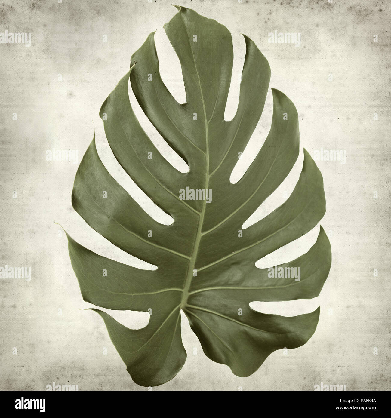 textured old paper background with large shiny monstera leaf Stock ...