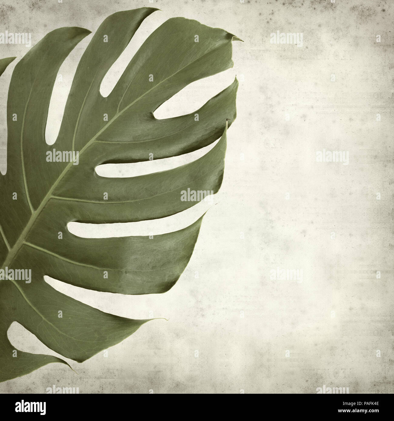 textured old paper background with large shiny monstera leaf Stock ...