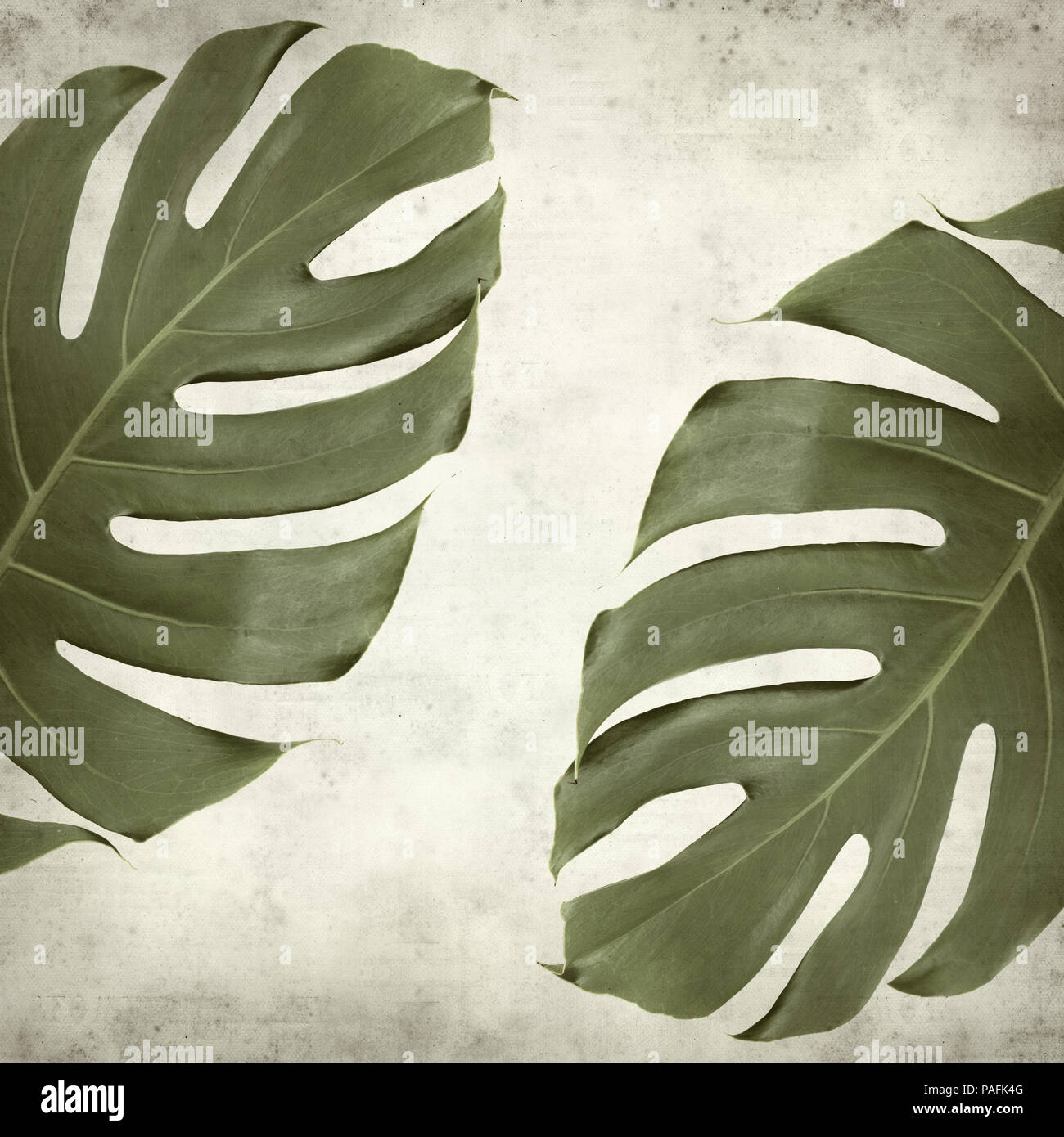 textured old paper background with large shiny monstera leaf Stock ...