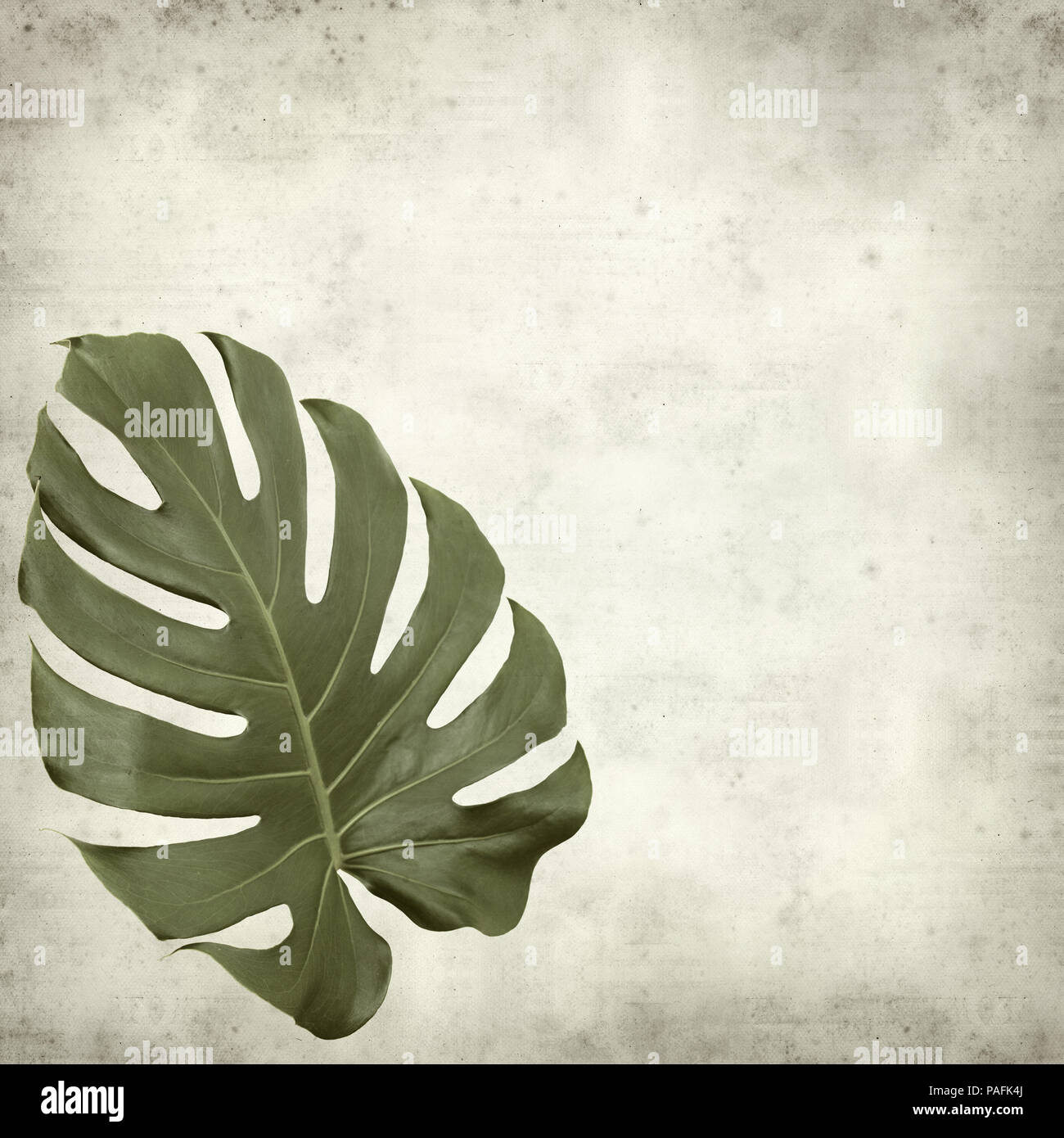 textured old paper background with large shiny monstera leaf Stock ...