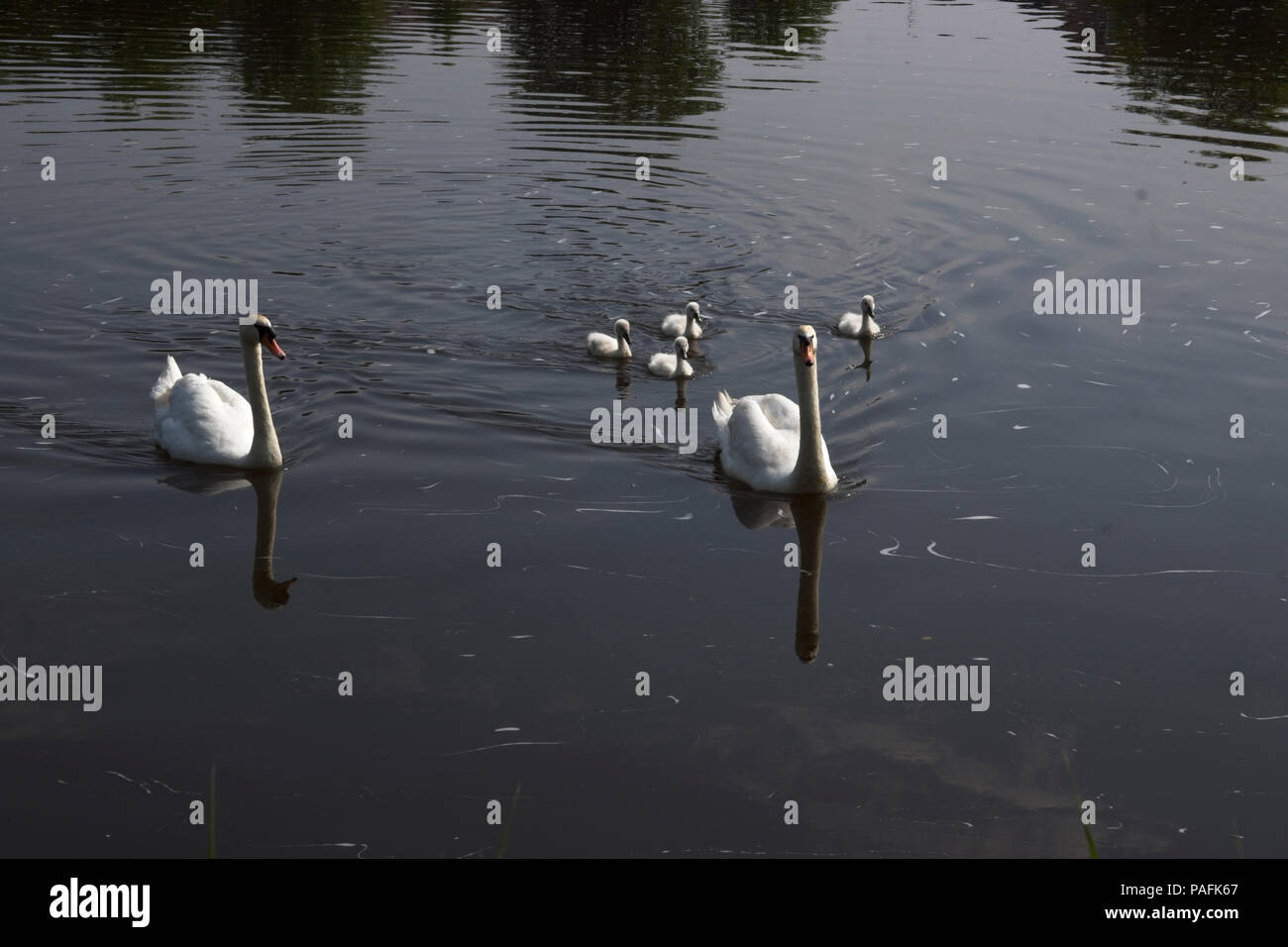 Pair of swans with four chicks on river Stock Photo - Alamy
