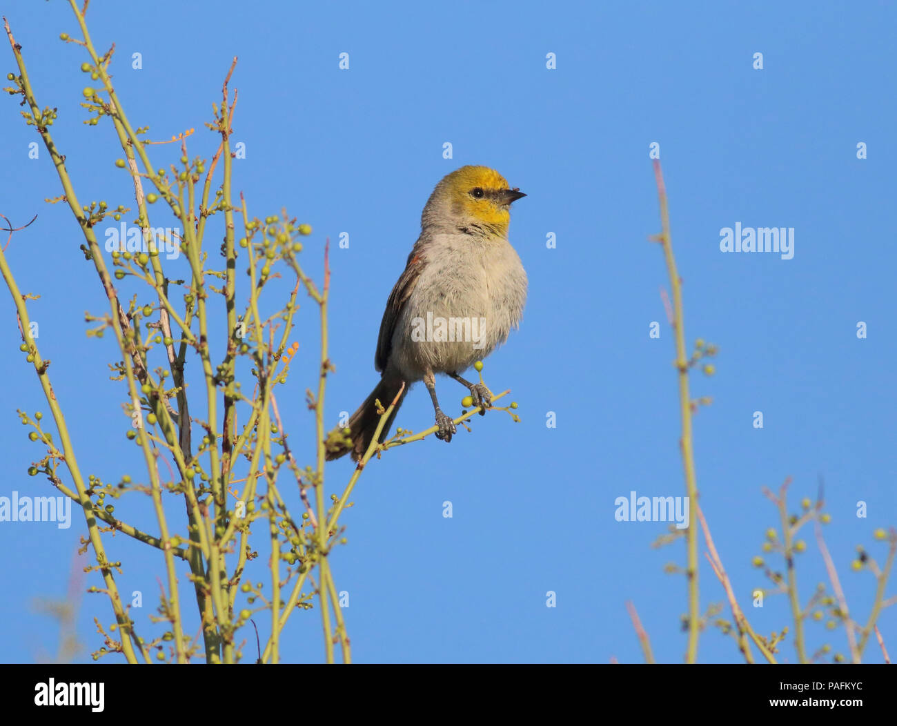 Verdin April 20th, 2014 Saguaro National Park (East) - Near Tucson ...