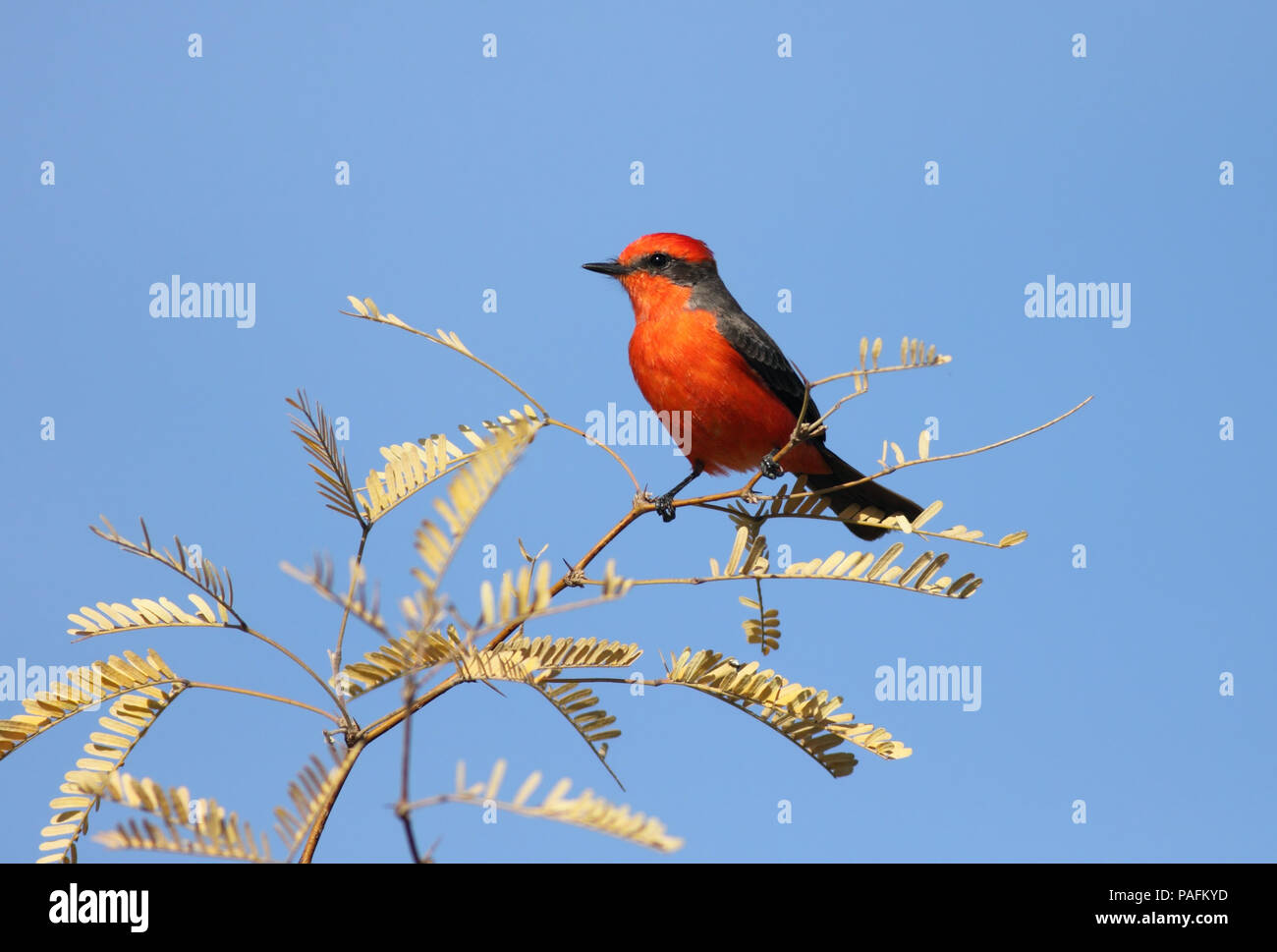 Male vermilion flycatcher hi-res stock photography and images - Alamy