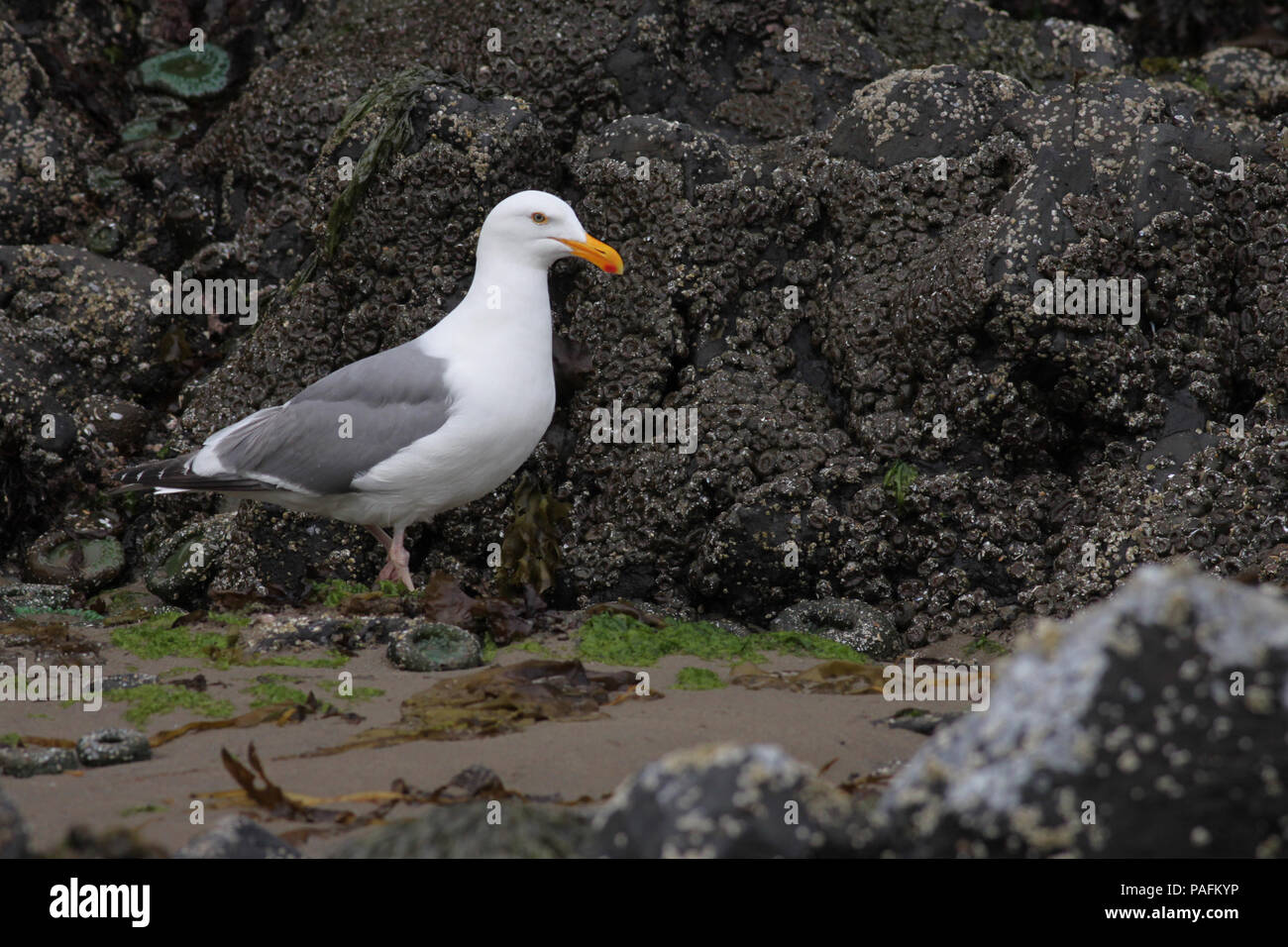 Western Gull June 8th, 2009 Haystack rock, cannon Beach, Oregon Canon ...