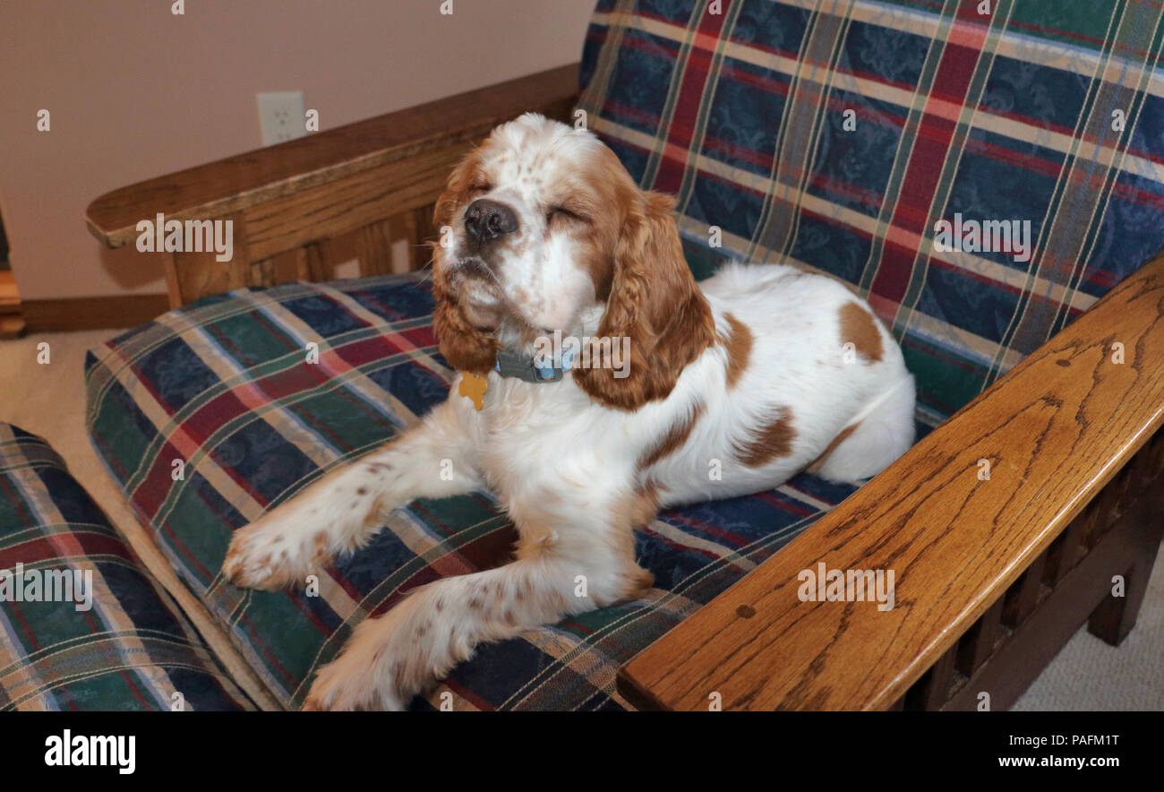 Red cocker spaniel hi-res stock photography and images - Alamy