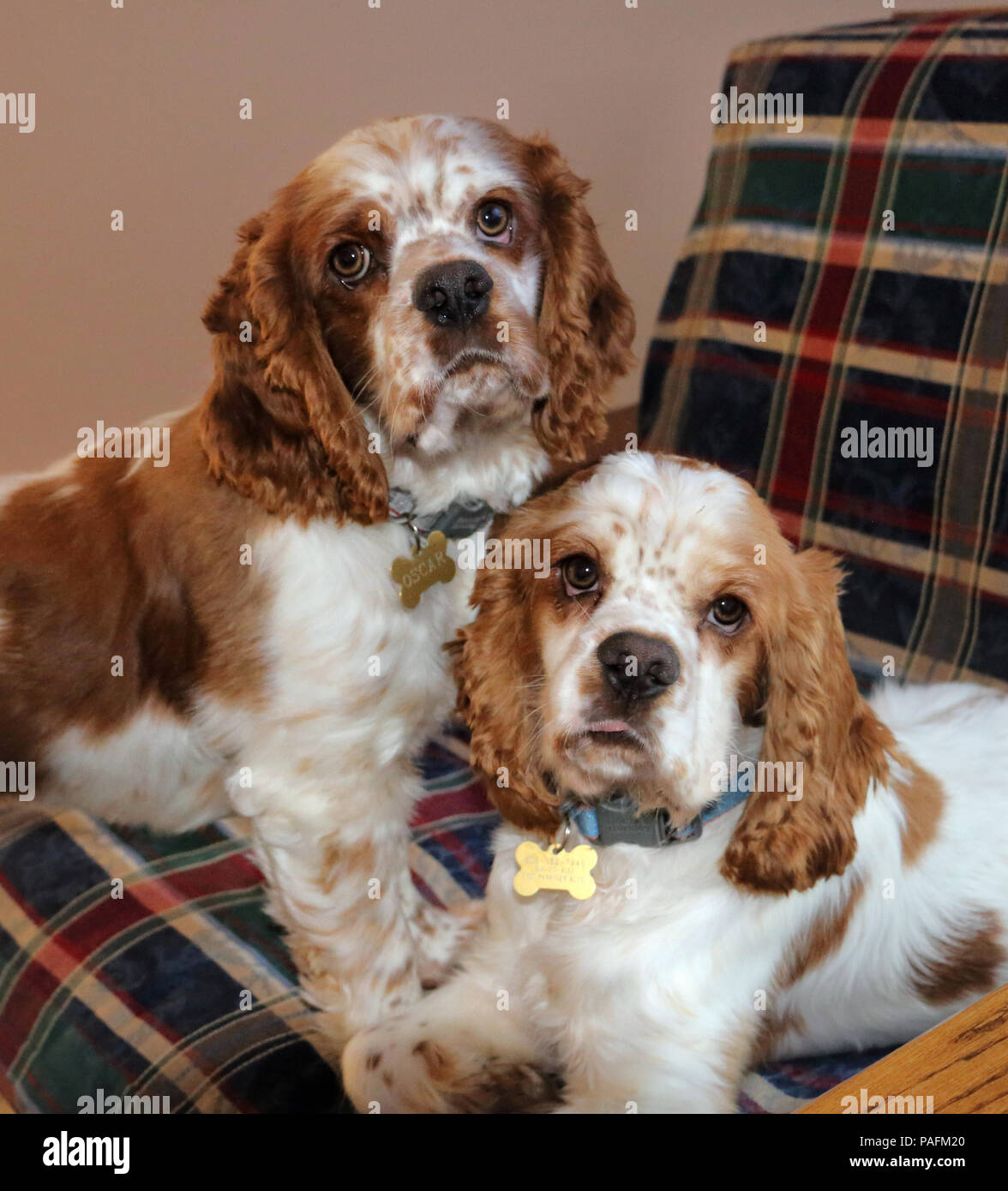 Orange roan cocker spaniel hi-res stock photography and images - Alamy