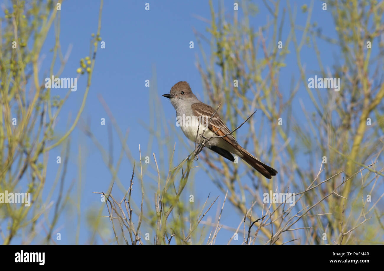 Us flycatcher hi-res stock photography and images - Alamy